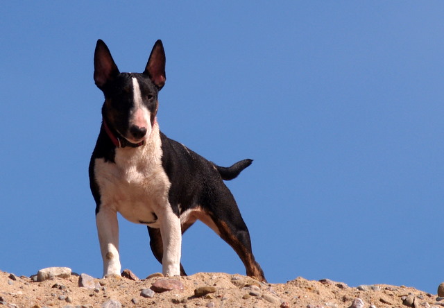 J-mini 23.05.2011 – Potsu de Notsu