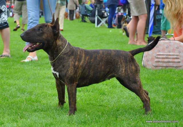 T-mini 02.08.2015 – Potsu de Notsu